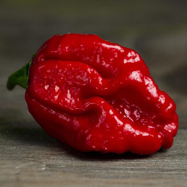 Trinidad Scorpion - Moruga Red | BubbleRock Farms